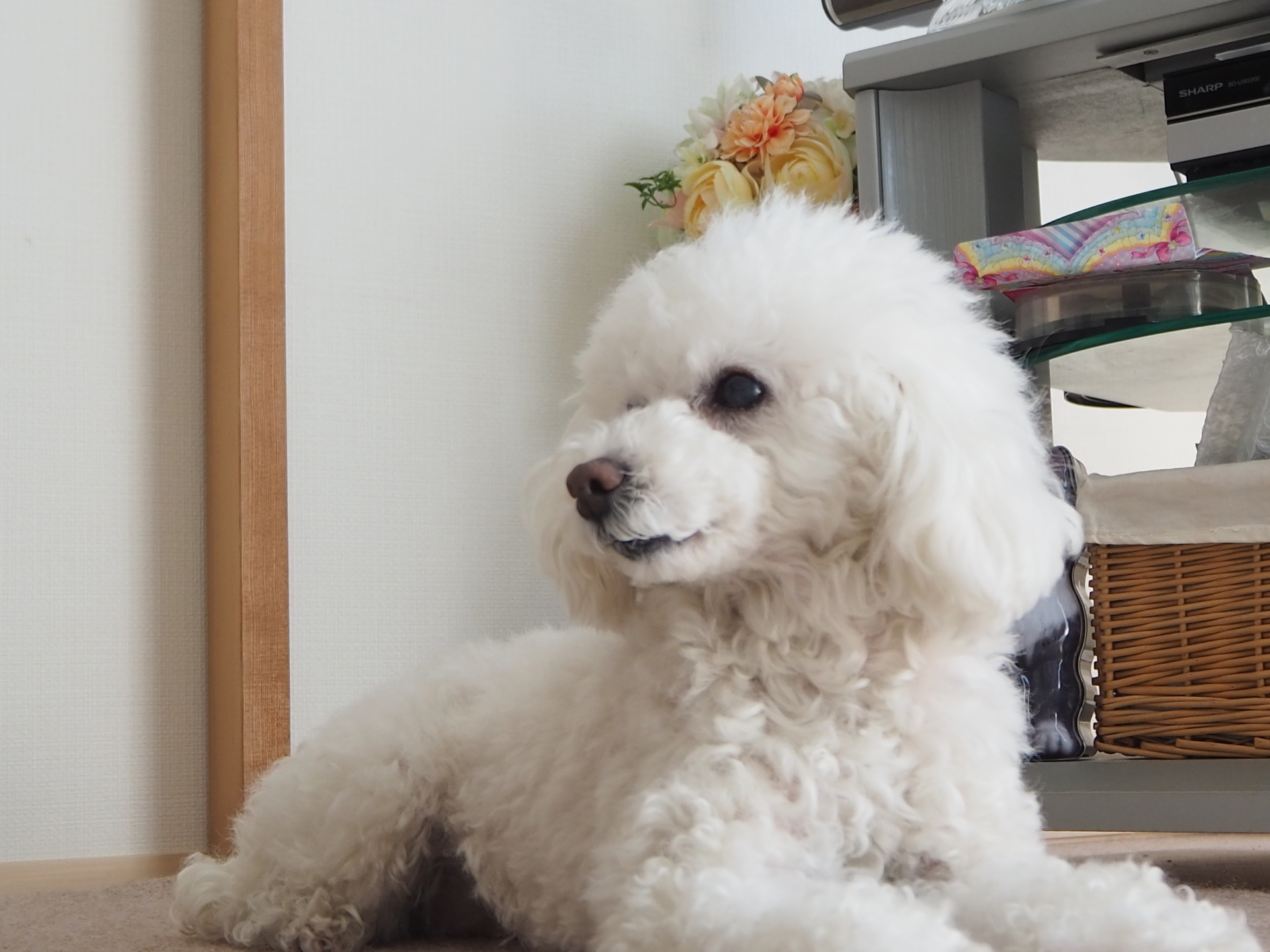 再びの鳥頭でござる！